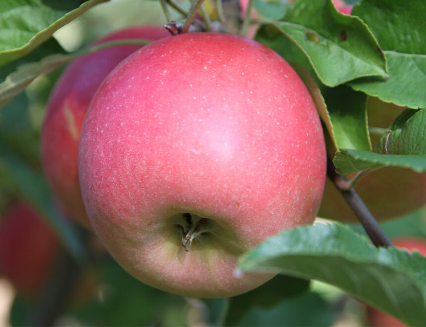 Apple Trees Archives - Adams County Nursery, Inc.