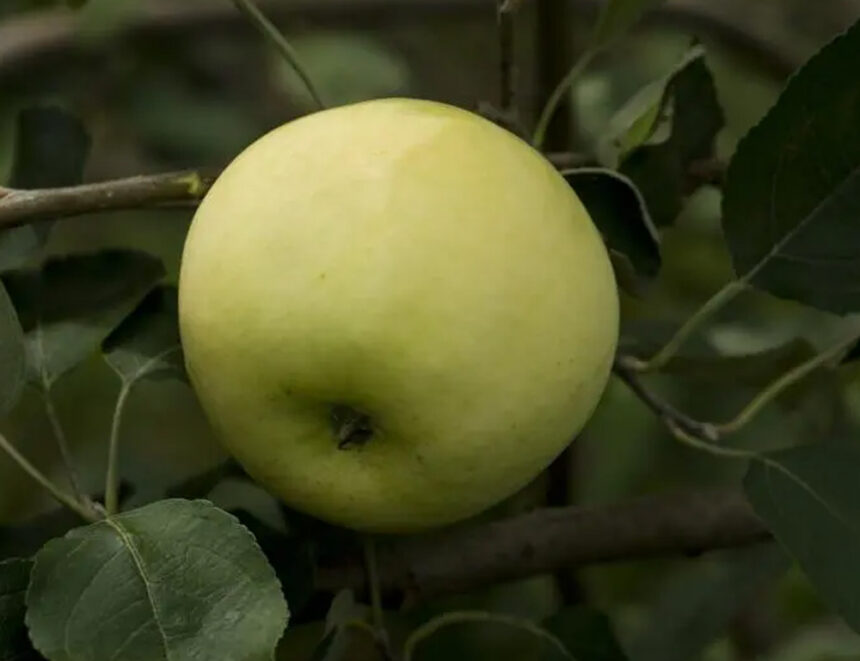 Yellow Transparent - Adams County Nursery, Inc.