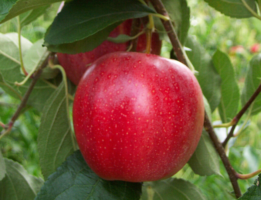 Apple Trees Archives - Adams County Nursery, Inc.