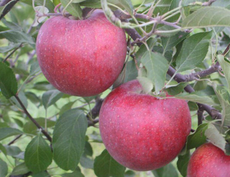 WineCrisp™ (Co-op 31 Cv.) PP#20,437 – AC Nursery